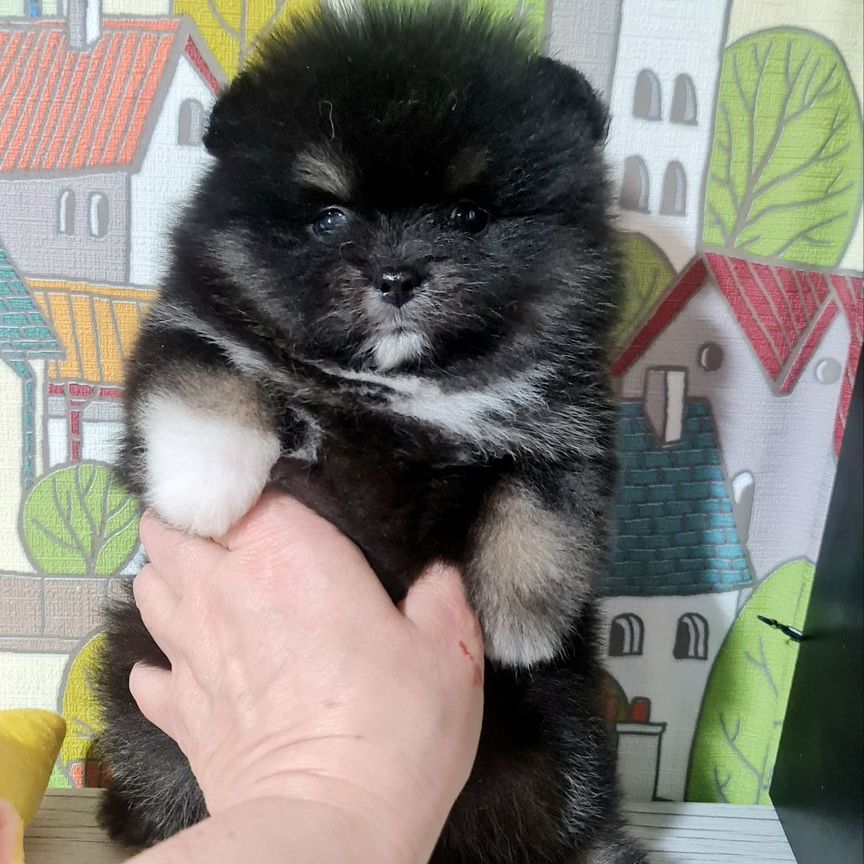 Померанский шпиц девочка