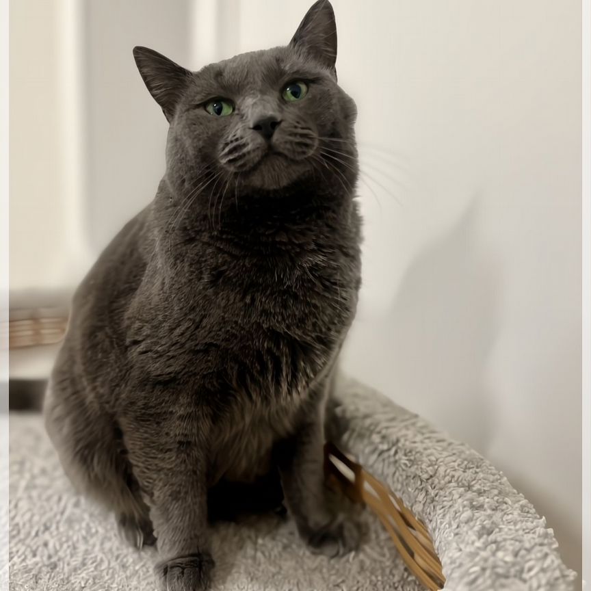 Взрослая кошка в добрые руки