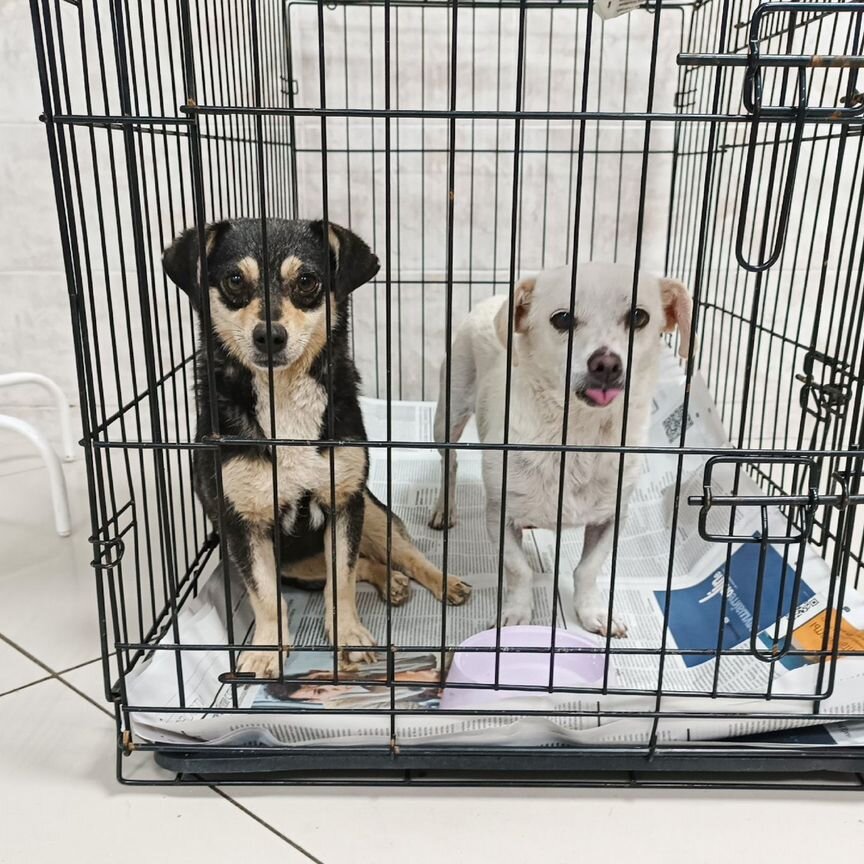 Мелкая собачка в квартиру или в дом