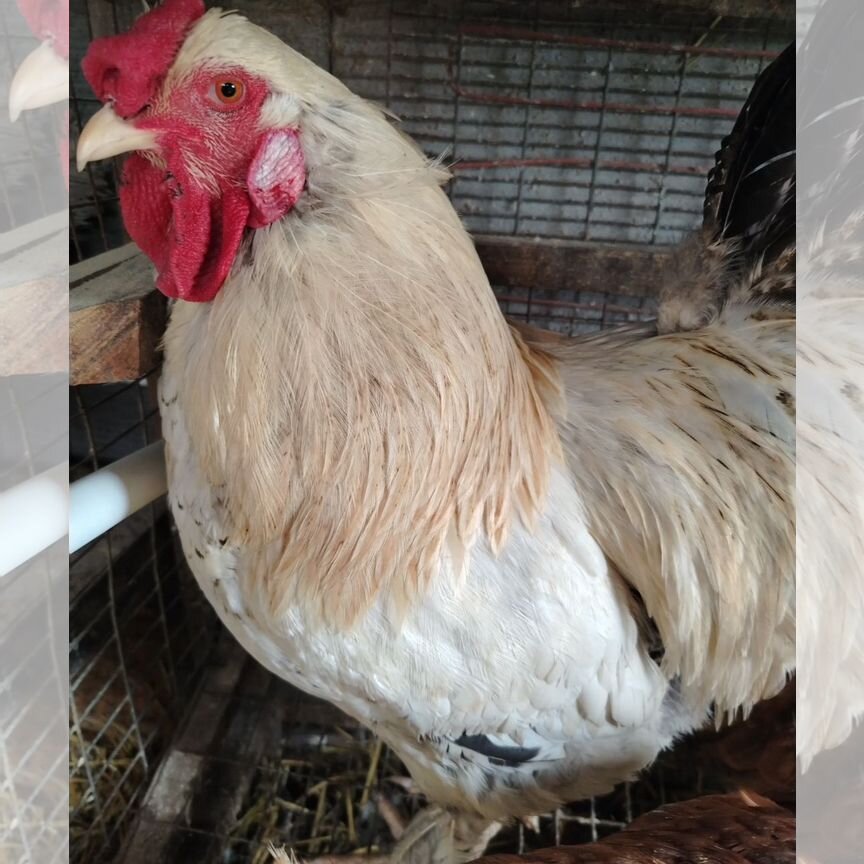 Продам тепю