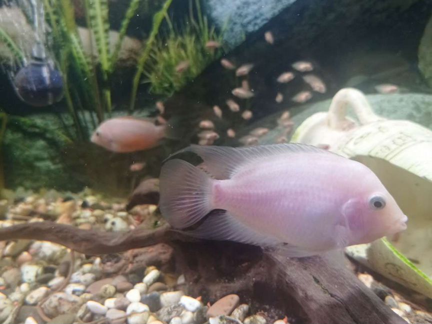 Аквариумные рыбки бесплатно