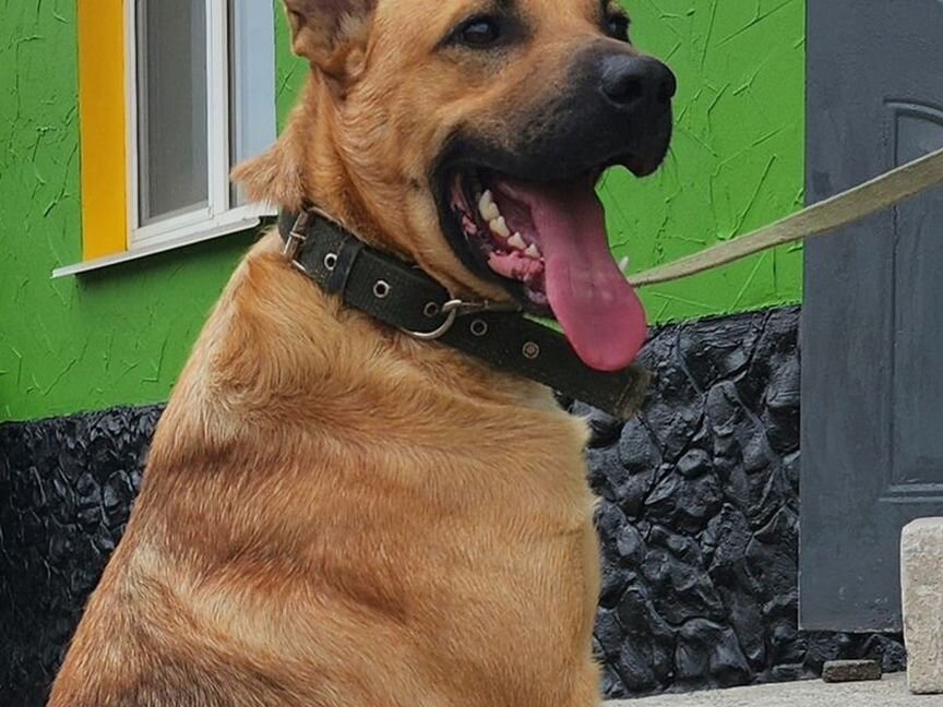 Надежный Дунай