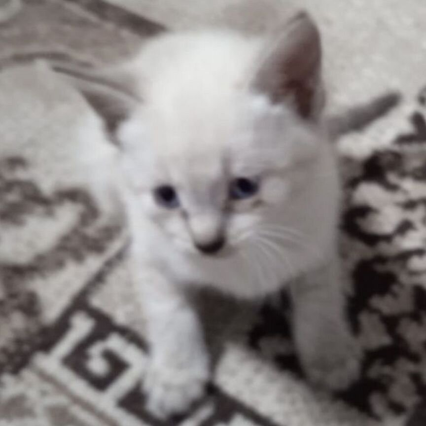 Рождественские котята