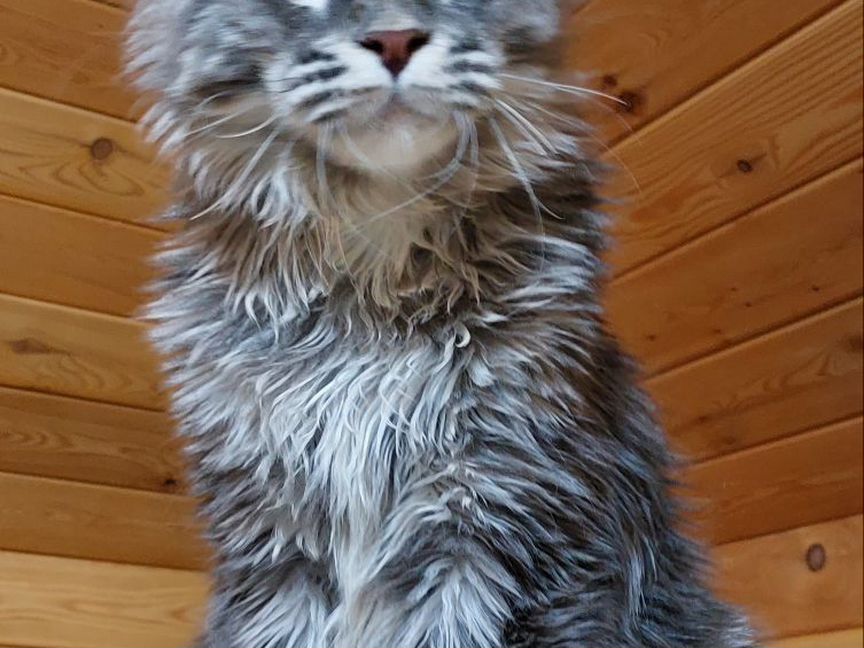 Котята мейн-кун