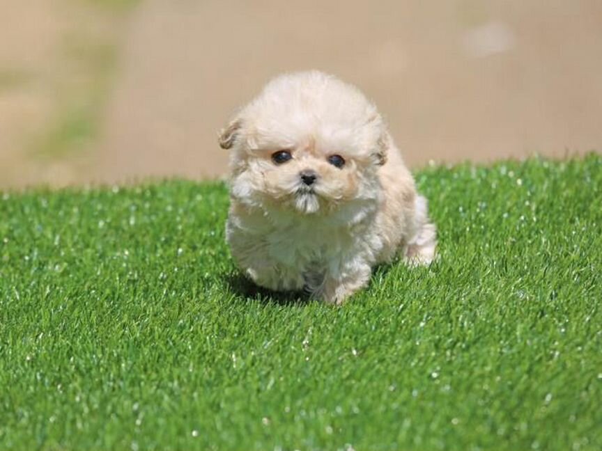 Мини щенок мальчик кремовый пудель из Кореи