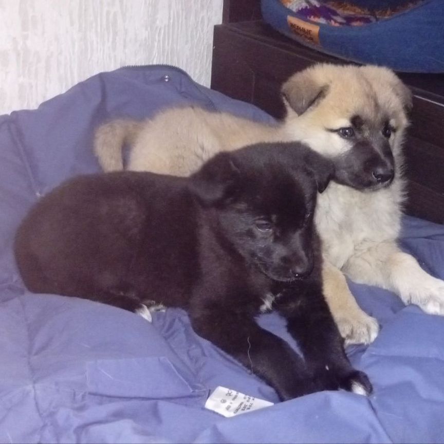 Щенок в добрые руки