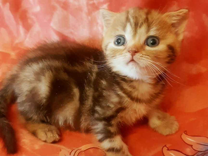 Шотландская кошечка