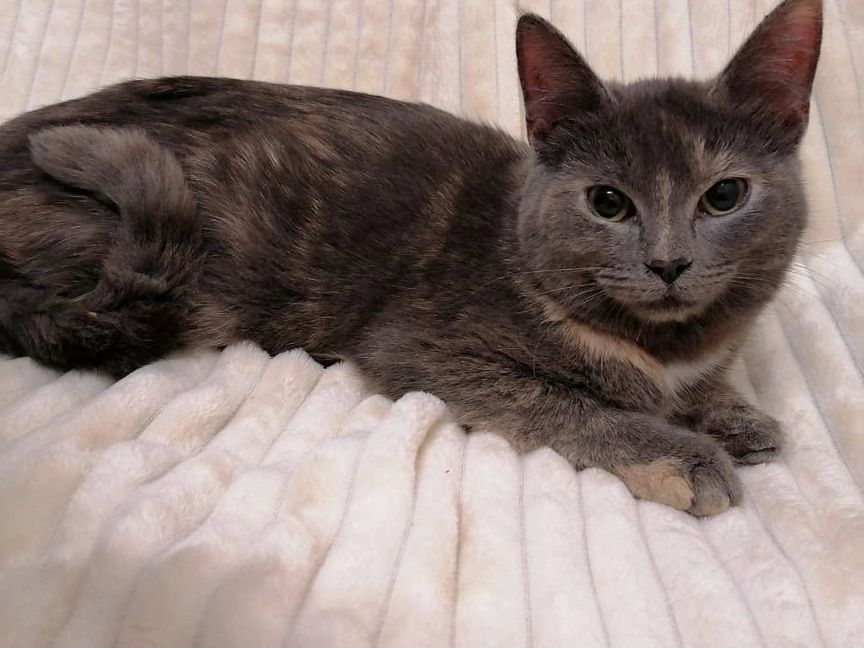 Кошка Фаина в хорошую семью бесплатно