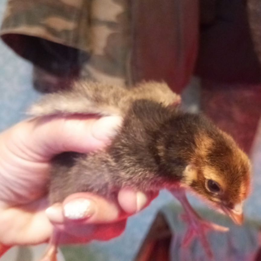 Цыплята несушки