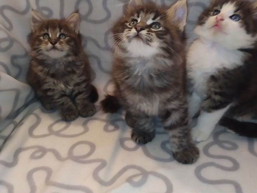Супер котята