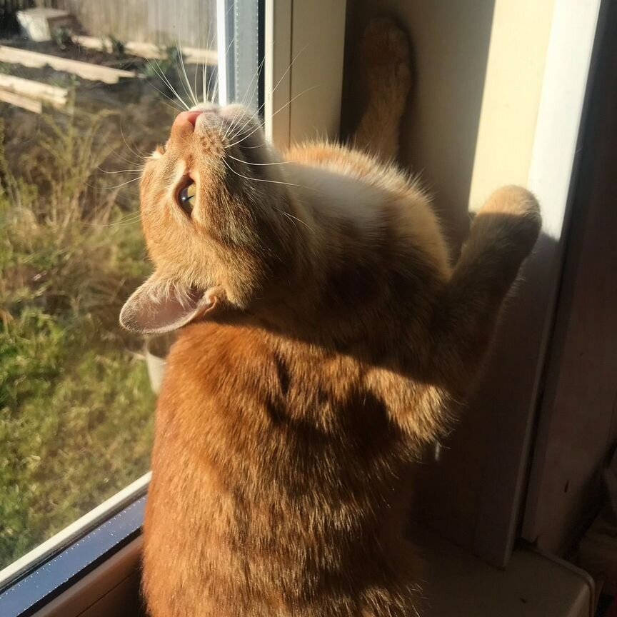 Рыжее сокровище