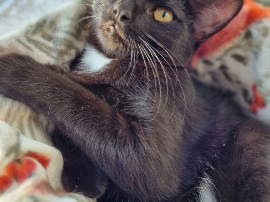 Черный котенок Черри