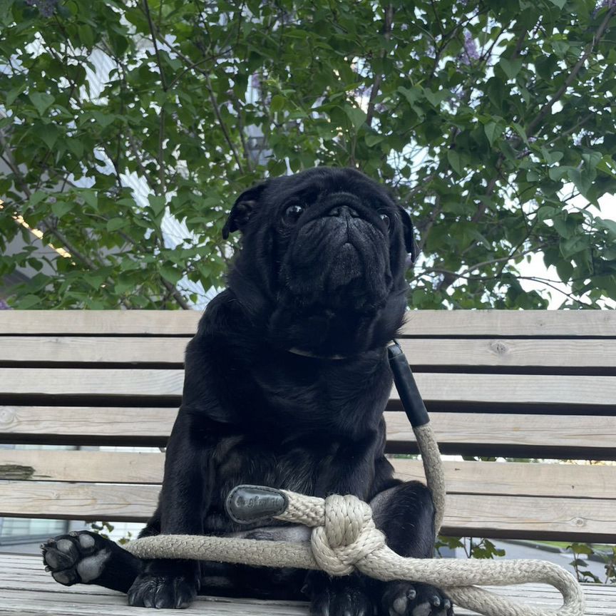 Продам мопса 30 000