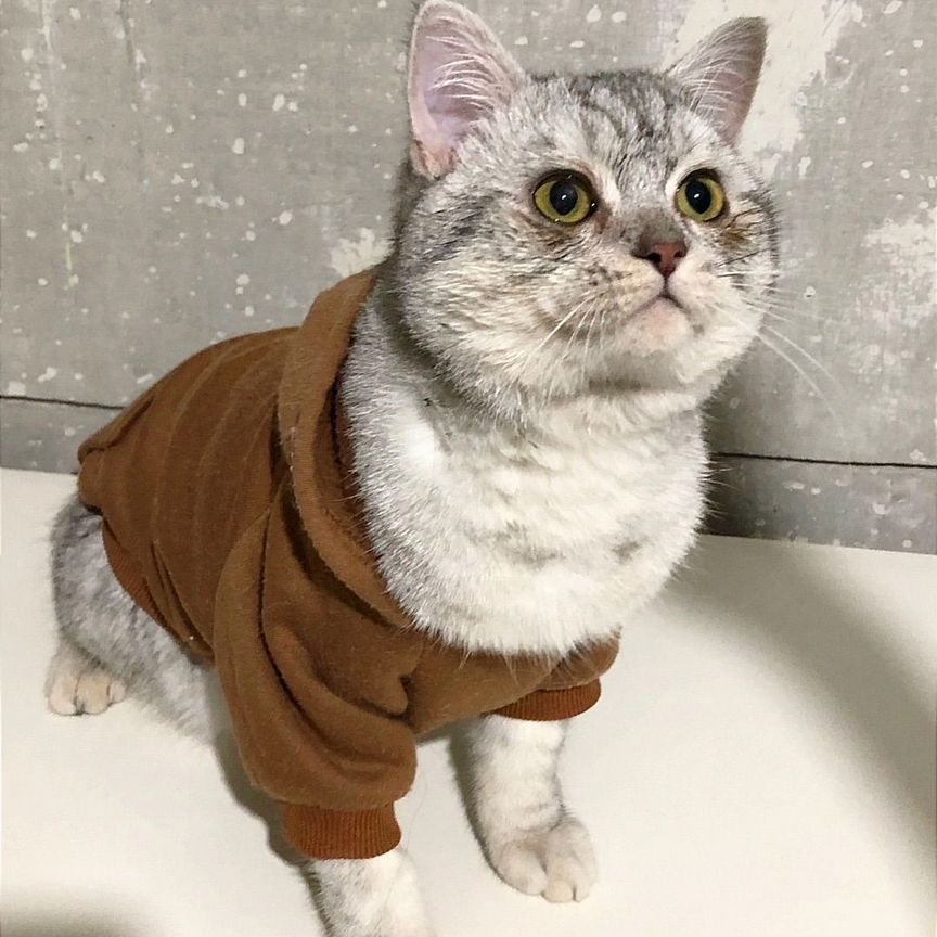 Шотландский котик