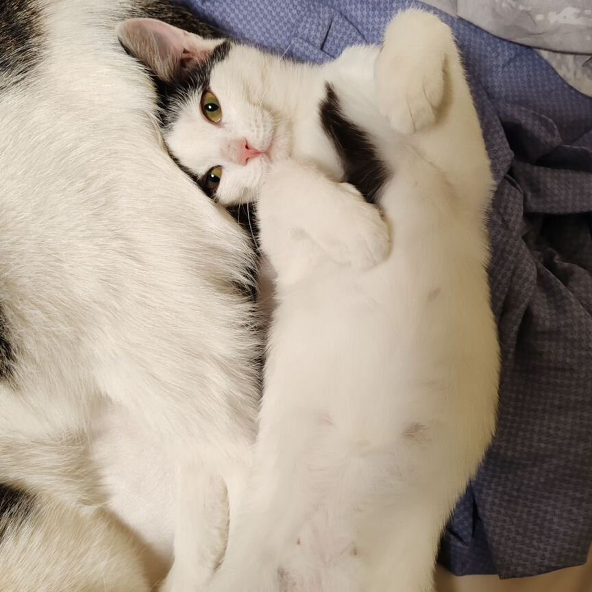 Кошечка