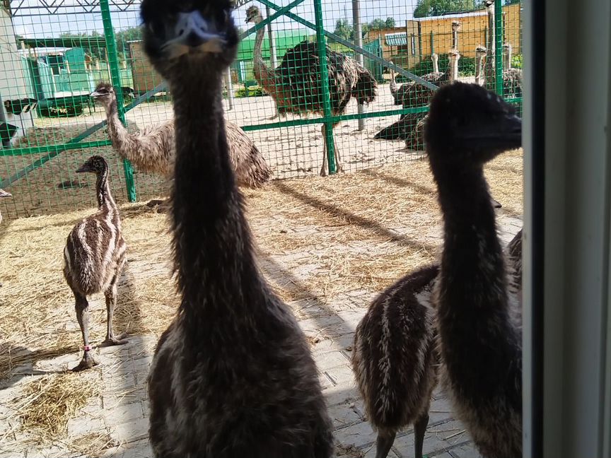 Птенцы страуса