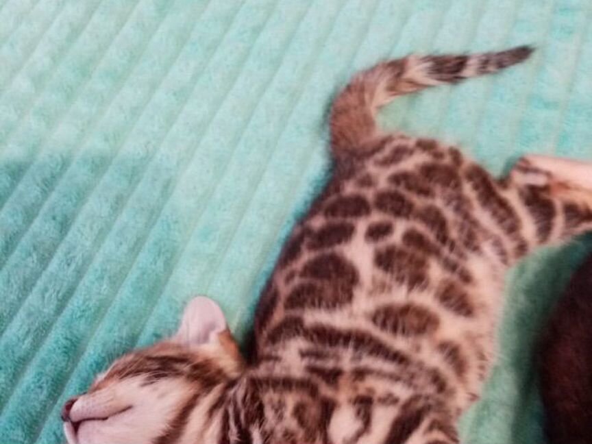 Бенгальские котята