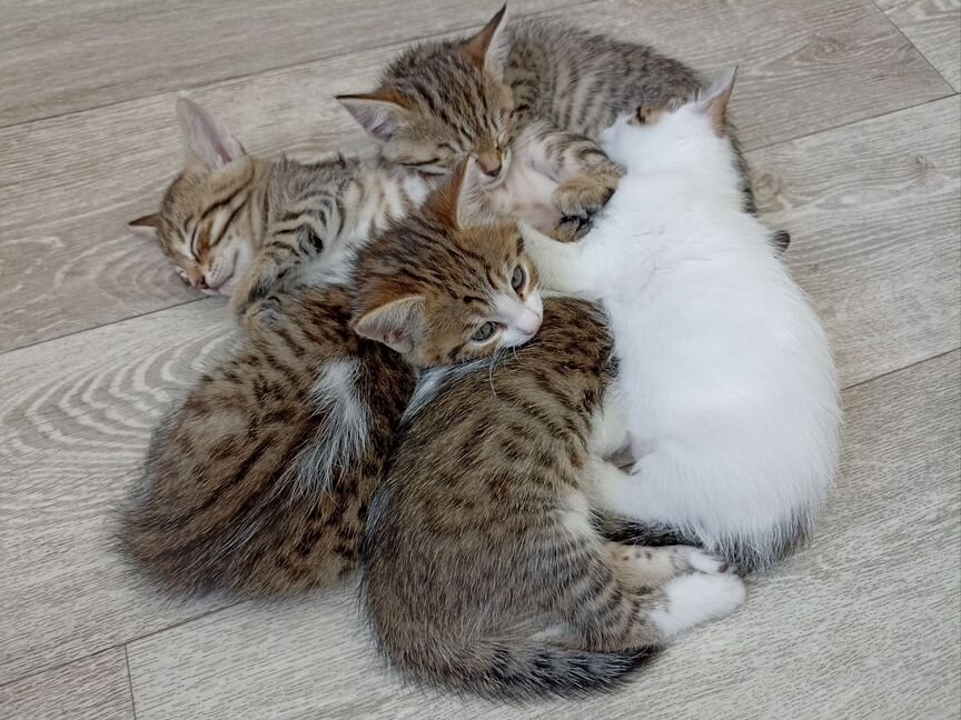 Кошка