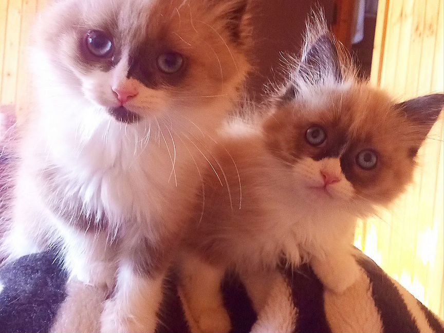 Рэгдолл котята с документами