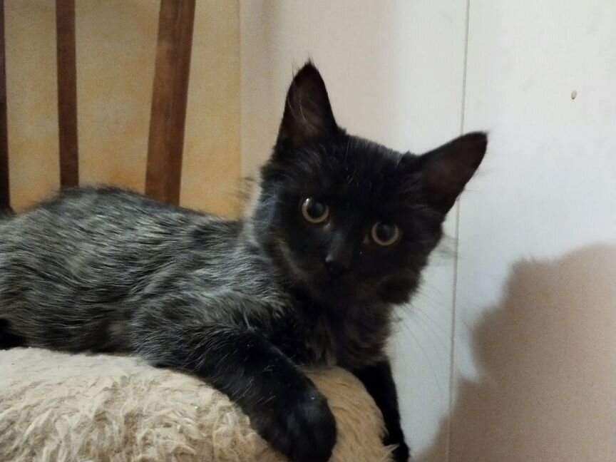 Черныш полусибирский