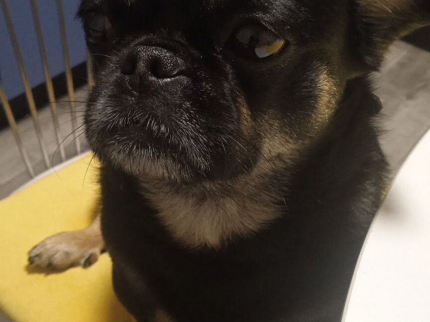 Пти брабансон