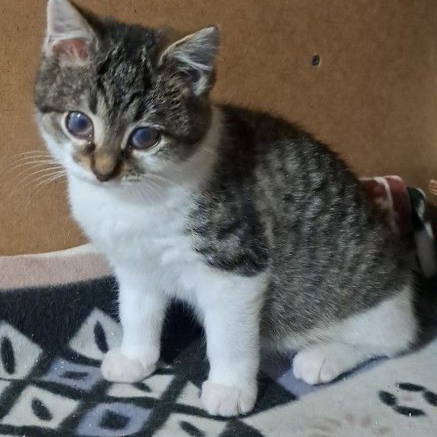 Котёнок в добрые руки