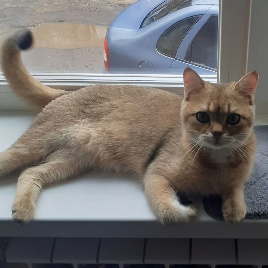 Кот Золотистая шиншила вязка