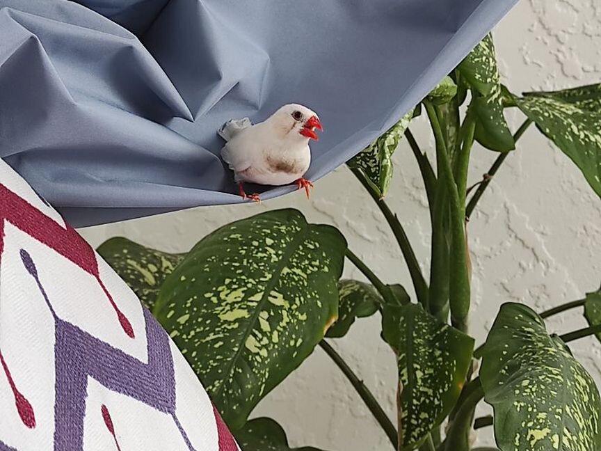 Самец зебровой амадины, Мармазет