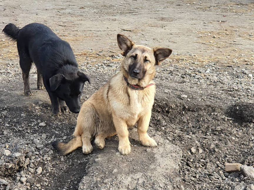 Две не большие собачки в один двор