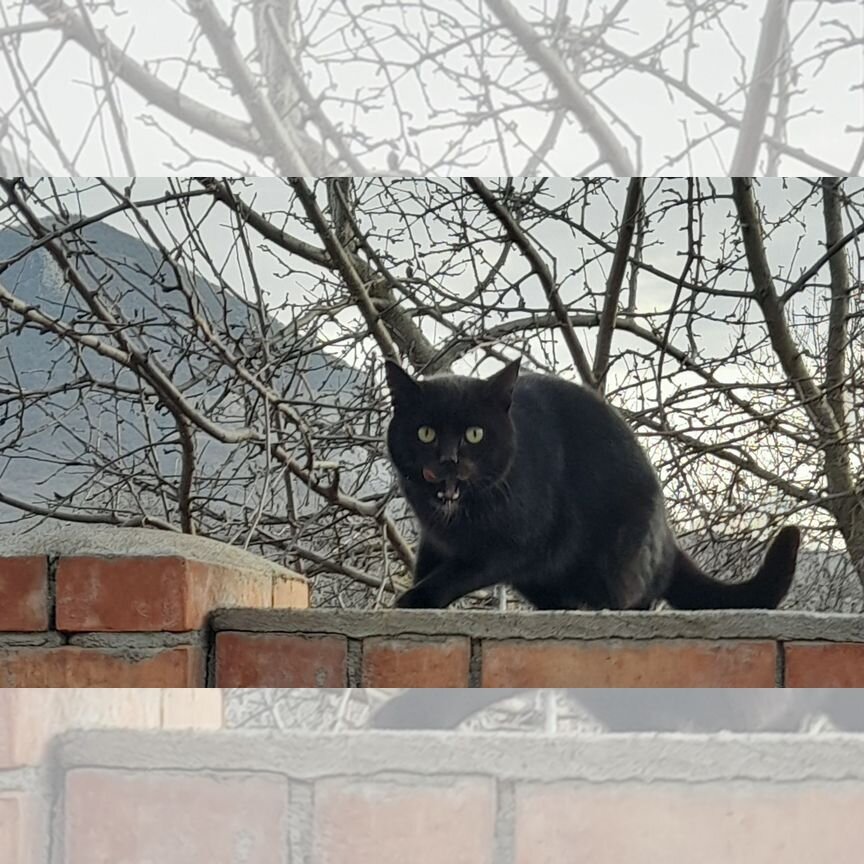 Ученый кот в подарок