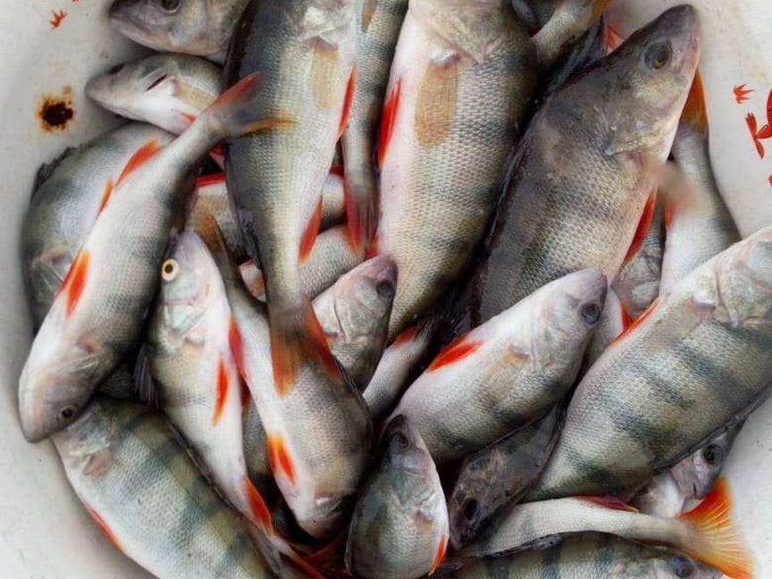 Свежая речная рыба