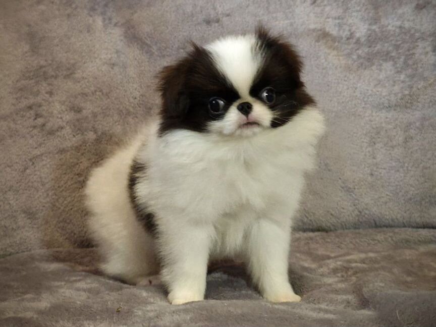 Японский Хин мальчик