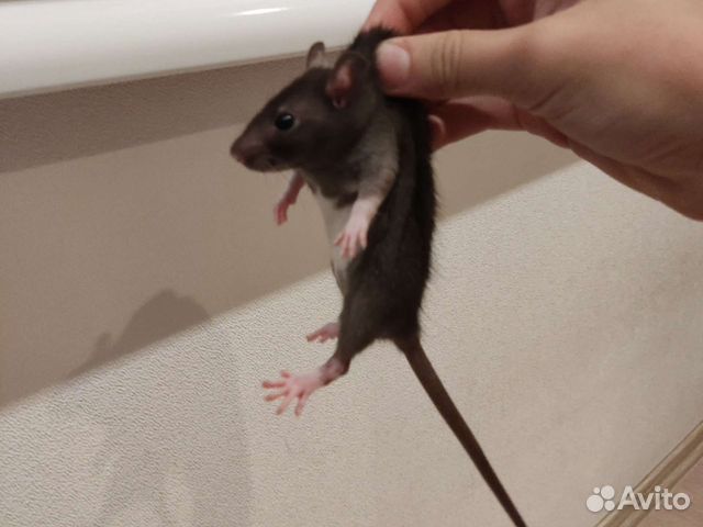 Крыса дамбо