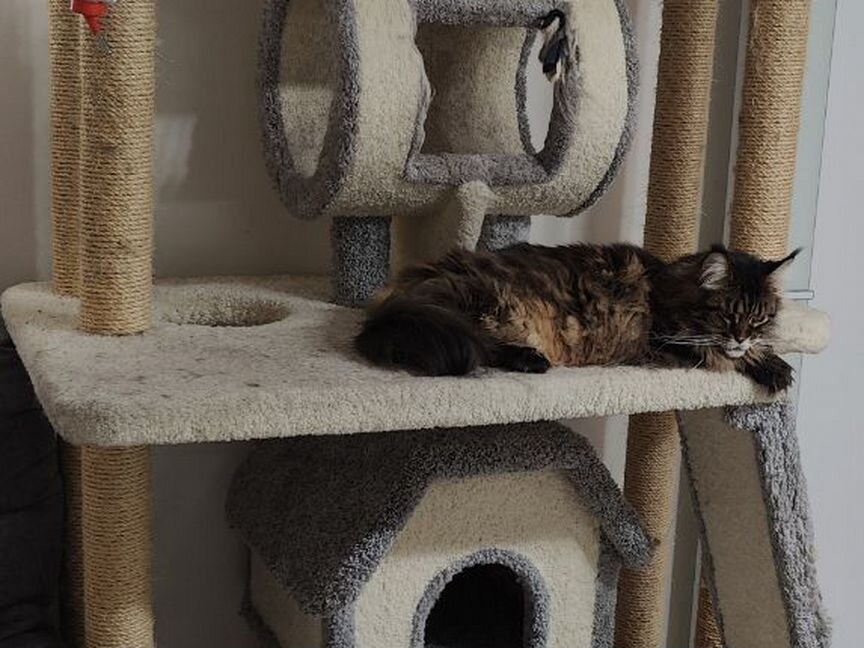 Кошачий комплекс (Пушок)