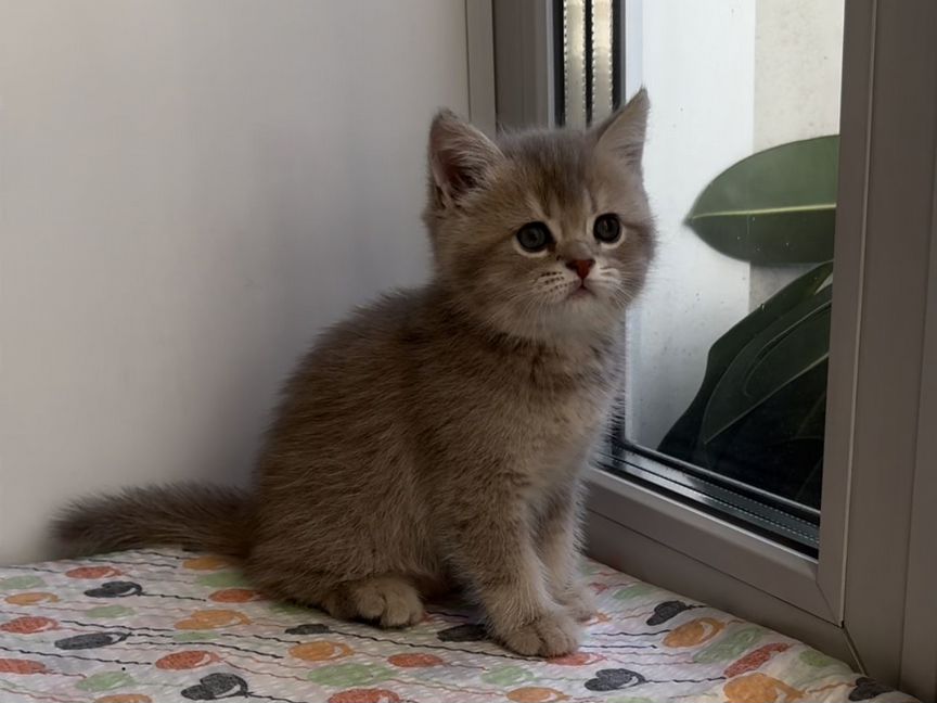 Британская шиншилла голубое золото