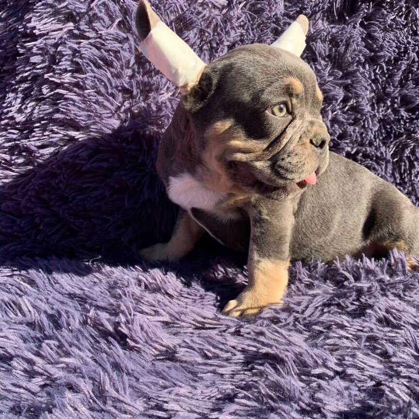 Французский бульдог