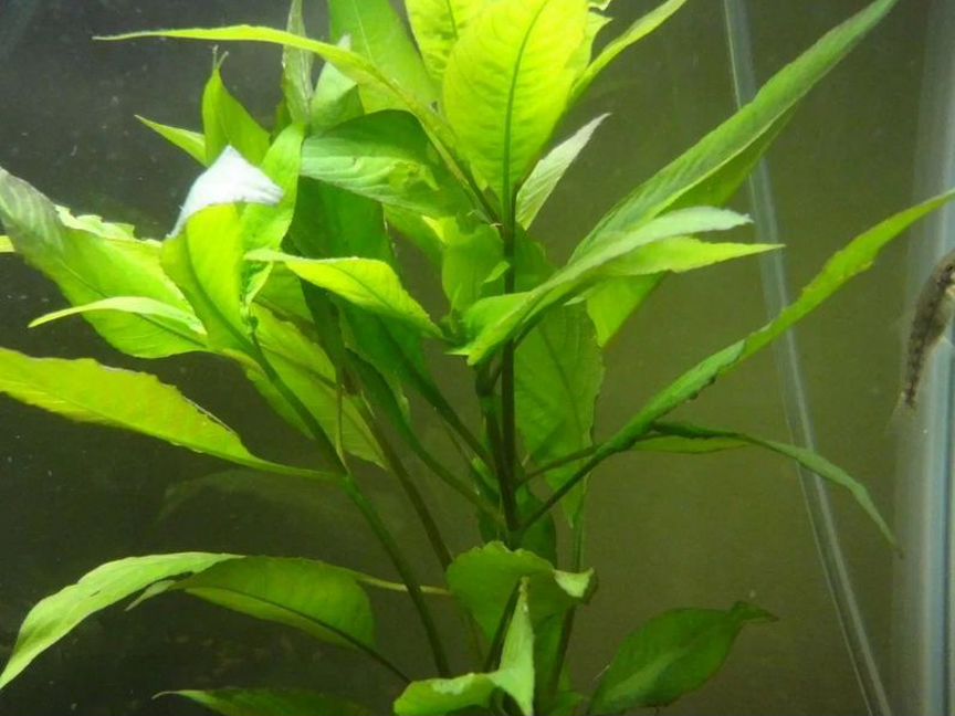 Аквариумные растения