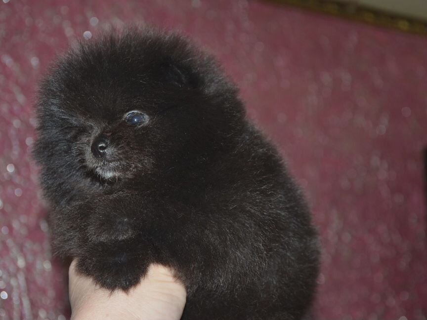 Кукляшки померашки