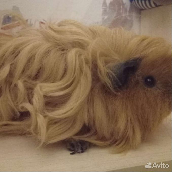 Морская свинка Лункария