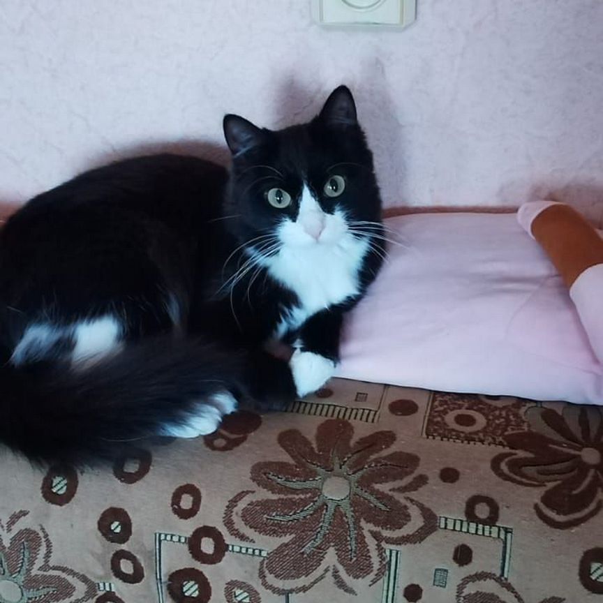 Отдам в добрые руки кошечку 2 года