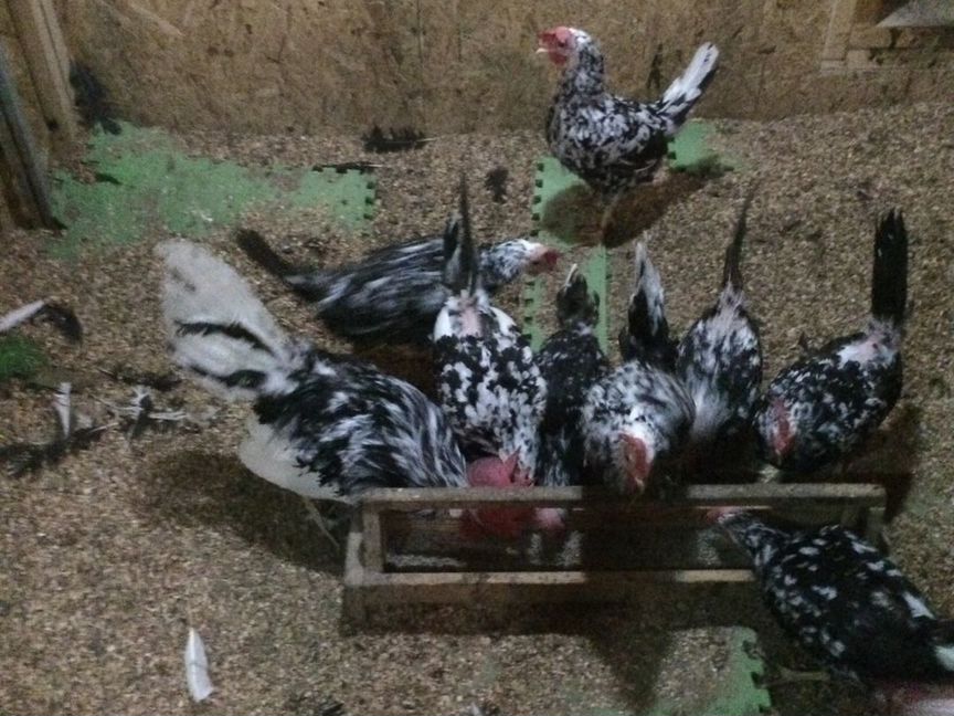 Семья кур леггорн далматинец