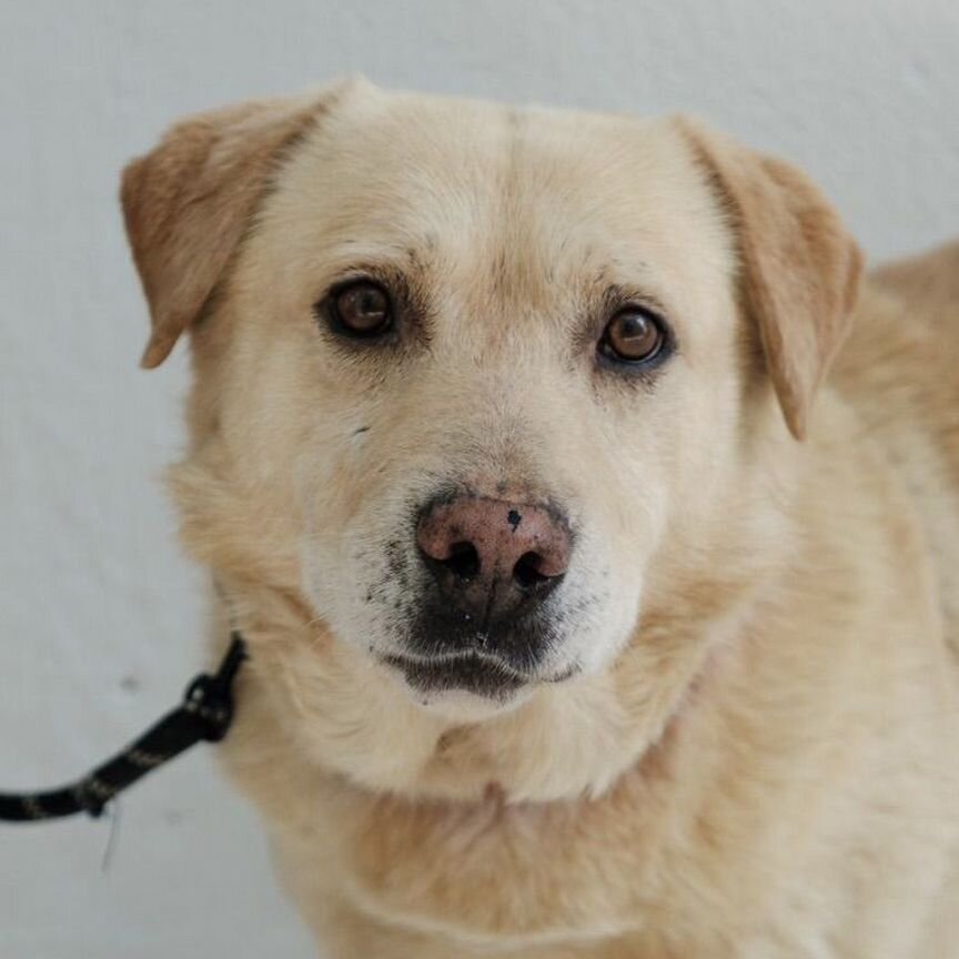 Собаки Луи и Фрол