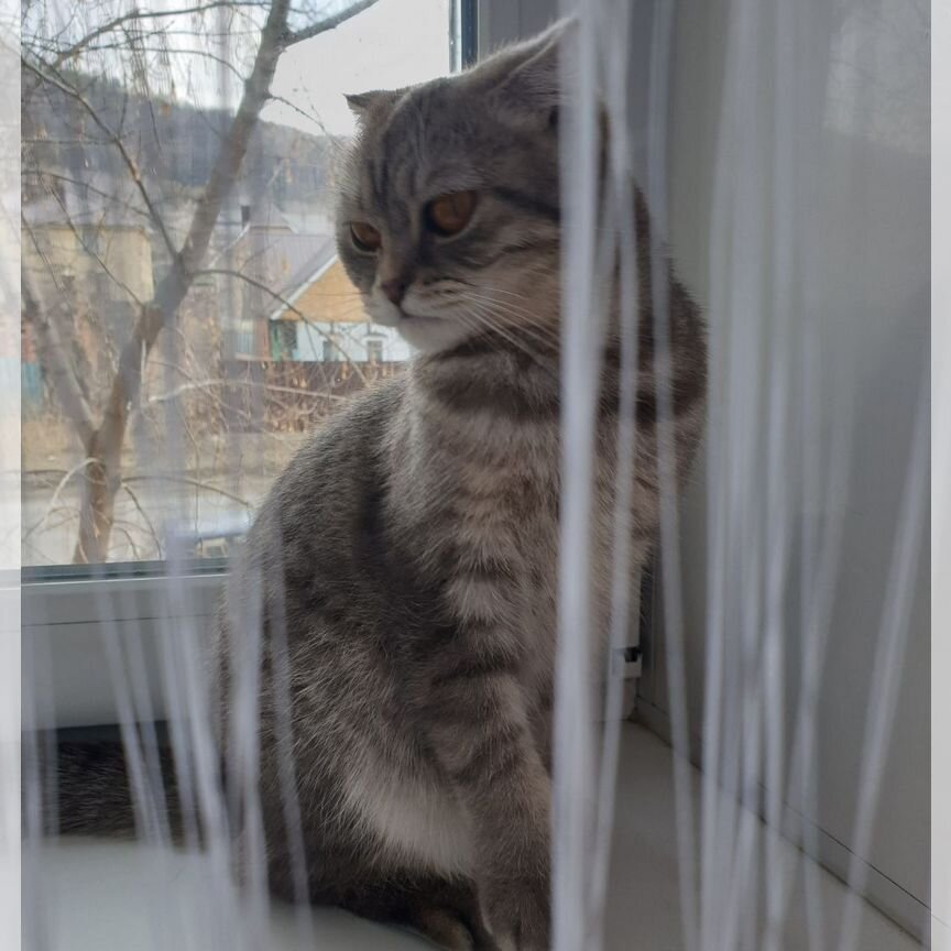 Шотландская вислоухая длинношёрстная, взрослая кошка