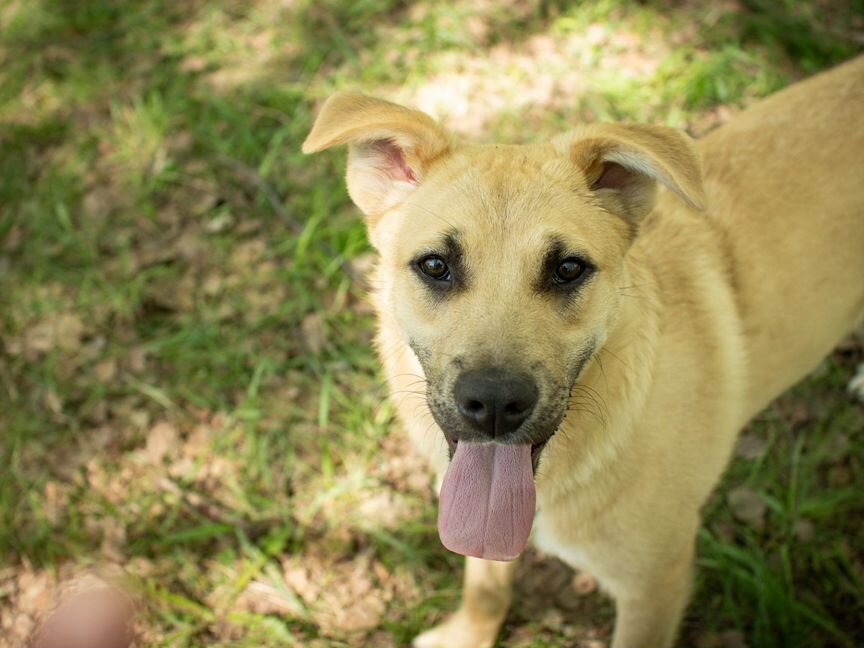 Пристраивается игривый щенок из приюта