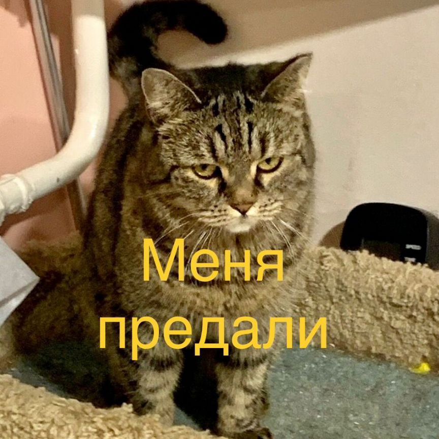 Взрослая, Девочка кошка в добрые руки