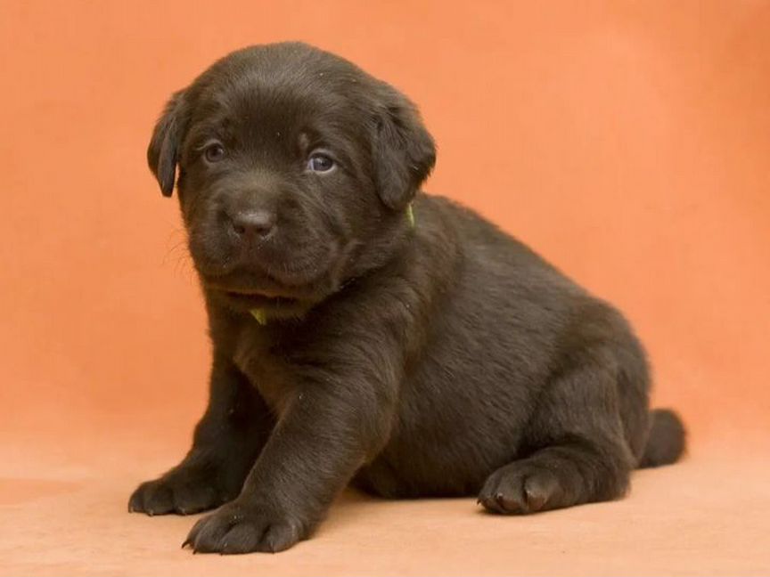 Лабрадор счастье в дом