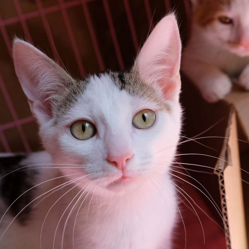 Гриша заждался,это будет лучший кот.Котёнок в дар