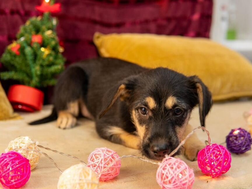 Собака в добрые руки отдам бесплатно