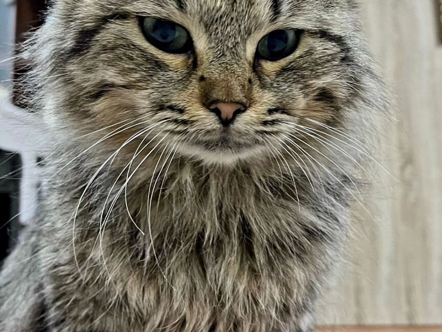 Котёнок