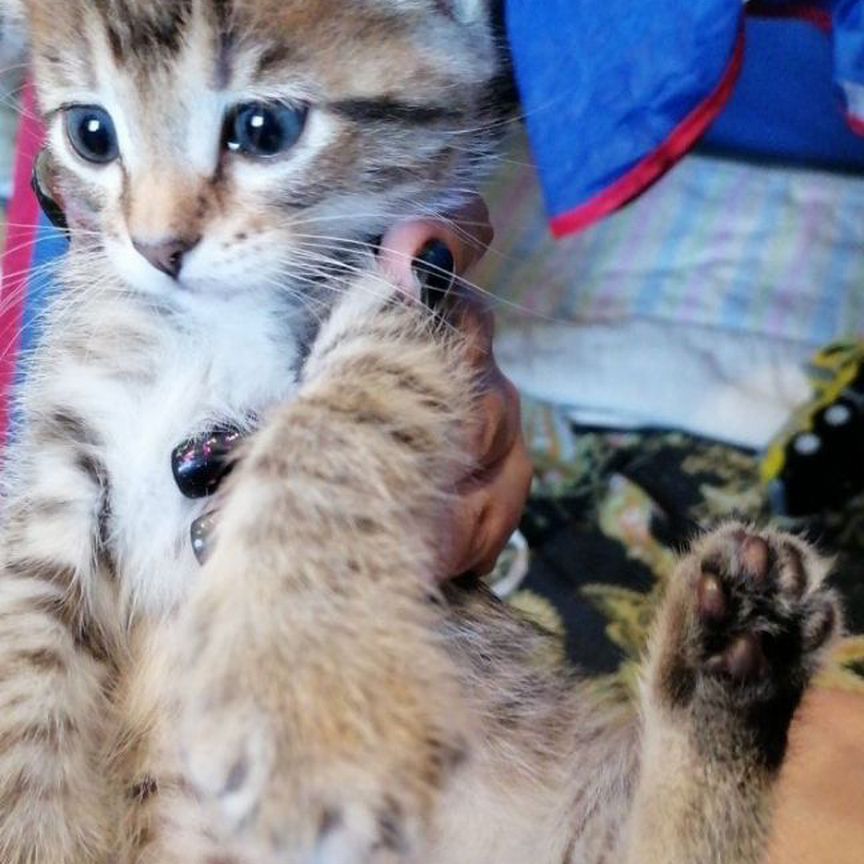 Котята